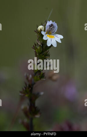 Eyebright (Euphrasia) Plantae Stock Photo - Alamy