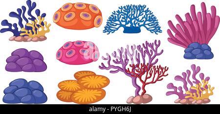 Different types of coral reef Stock Vector Image & Art - Alamy