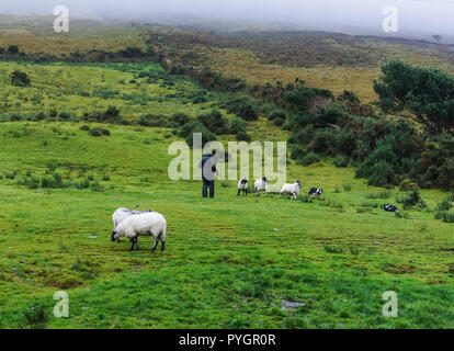 Shepherd with Border Collie, rain, herding competition, Ballantrae ...