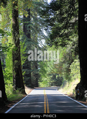 Famous attraction of the Redwood National Park - a drive through tree ...