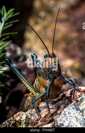 Giant locust (Tropidacris cristata), grasshopper, Manuel Antonio ...