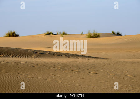 India Rajasthan Thar Desert desert vegetation scenery Stock Photo - Alamy