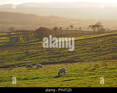 scattering of backlit sheep in golden evening light with barn and trees ...