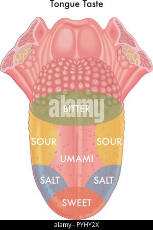 Medical illustration of the anatomy of the tongue Stock Vector Image ...