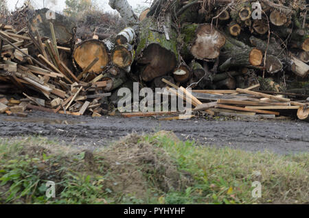 Dump trash from waste wood. The trunks and branches of the tree piled ...