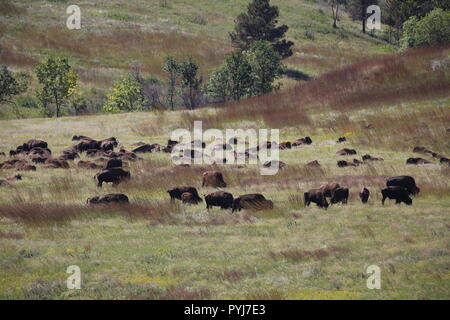 Where the buffalo roam Stock Photo - Alamy
