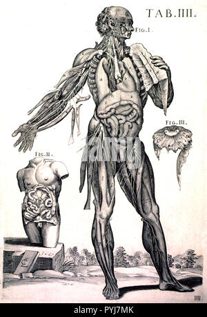 The central image is a frontal cross-section of a human male kneeling ...