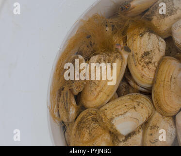 A variety of Surf Clams on a sandy beach, South Island, New Zealand ...