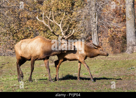 Elk, wapiti (Cervus canadensis), female, cow, Yukon Territory, Canada ...