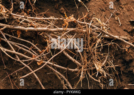Dark fertile soil texture close up with natural organic ground and ...