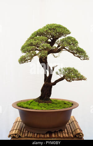 An indoor plant decoration isolated on a white background Stock Photo ...