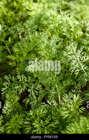 carrot plants growing carrots background - vegetable garden Stock Photo ...