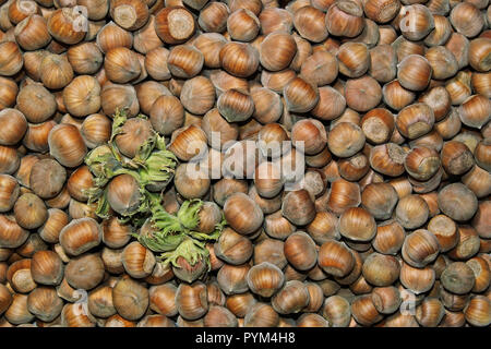 Hazelnuts or cob nuts, Corylus avellana, on the tree in early autumn ...