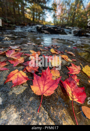 Beautiful fall colors of Acadia National Park in Maine USA Stock Photo ...