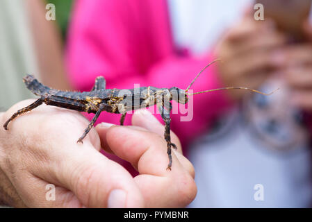 thorny devil stick insect, giant spiny stick insect ...