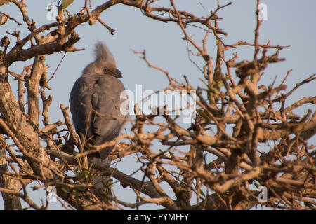 Grey Go-away-bird, Grey Lourie, Grey Loerie or Kwêvoël (Corythaixoides ...