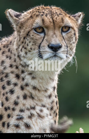 Cheetah sitting down Stock Photo - Alamy