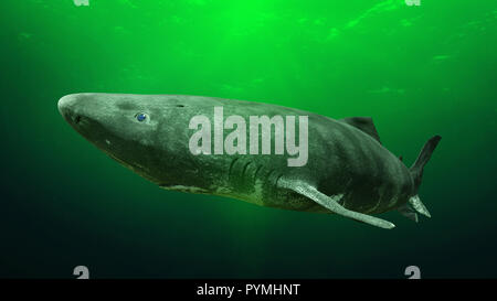 Somniosus microcephalus, also known as the Greenland shark, was first ...