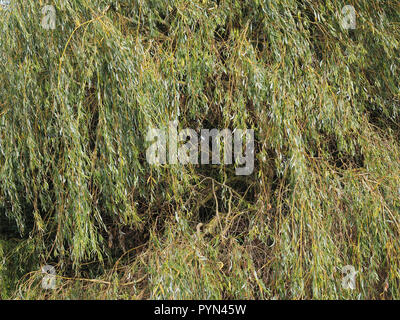 Weeping willow (Salix babylonica) aka Babylon willow tree Stock Photo - Alamy