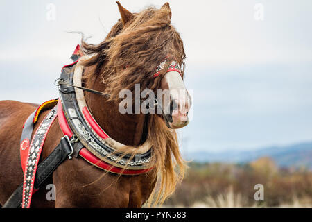 Portrait of a brown stallion Percheron with beautiful mane and harness ...