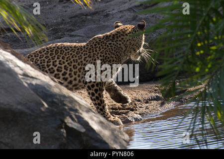 Young leopard (Panthera pardus) drinking from a pool in the Sabi Sands ...