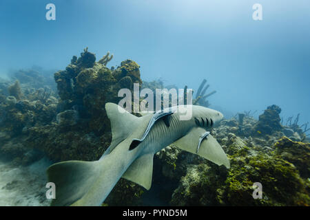 Closeup of Nurse shark and two parasite remora fish swimming along top ...