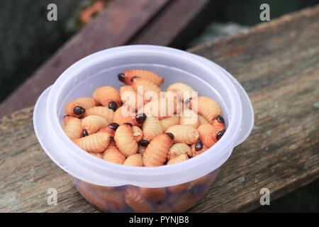 Sago beetle or worm palm weevil red motion on table polished stone ...