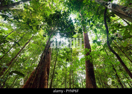 Lush undergrowth jungle vegetation in a virgin rainforest of the Aru ...