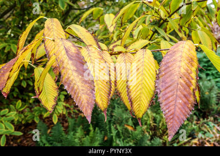 Hornbeam maple (Acer carpinifolium), branches Stock Photo - Alamy