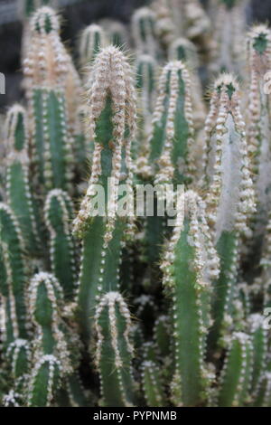 Tall elongated and green euphorbia desert cactus plant and also a ...
