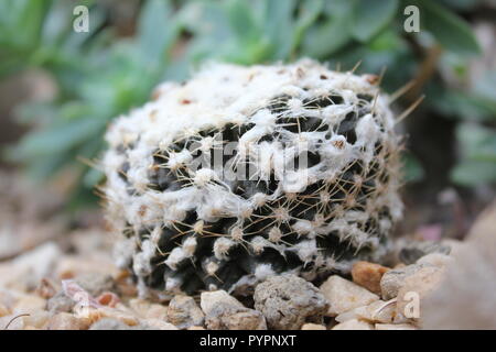 Mammillaria plumosa, feather cactus, cultivated cactus desert plant ...
