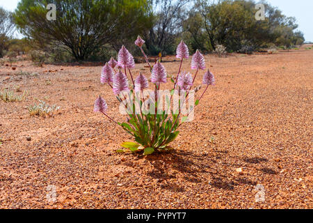 Pink mulla mulla wildflowers Western Australia Stock Photo - Alamy