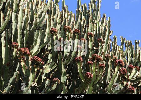 Candelabra tree - Euphorbia candelabrum succulent plant in Jardin ...
