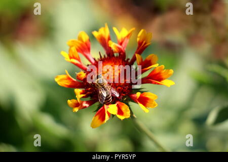 Bee on a flower Gaillardia aristata (common gaillardia). Flower with red and yellow petals on ...