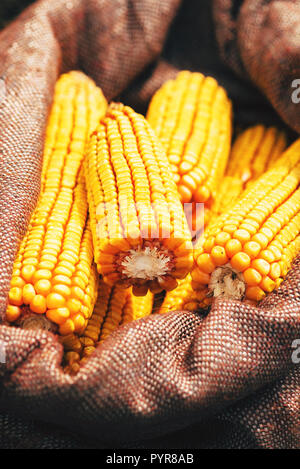 Harvested corn cobs in burlap sack, selective focus Stock Photo - Alamy