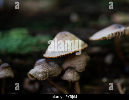 Mycena, poisonous fungi, small saprotrophic mushrooms on dead tree in ...