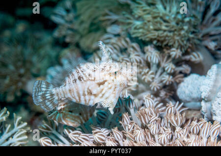 Radial filefish [Acreichthys radiatus] amongst soft coral polyps [Xenia ...