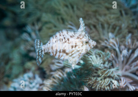 Radial filefish [Acreichthys radiatus] amongst soft coral polyps [Xenia ...