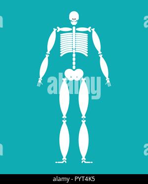 Fat skeleton. Wide bone. Fat Man Anatomy Vector Illustration Stock ...
