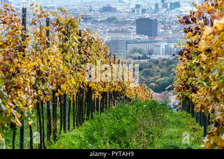 Vienna, Austria, Countryside, Landscape, Vineyard, Wien, Österreich ...