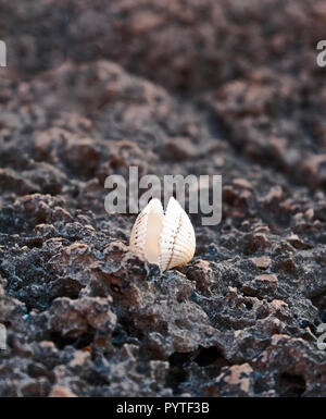 Sea-shell with open valves lying on ancient eroded rock in twilight ...