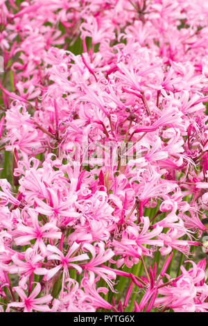 Guernsey lily Nerine bowdenii flowering in a rock garden Stock Photo ...