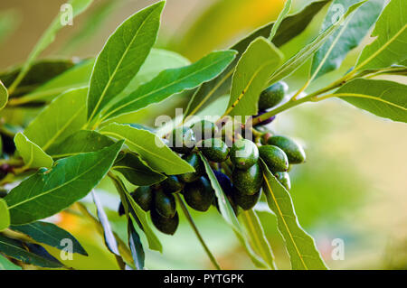 Laurus nobilis fruits Stock Photo - Alamy