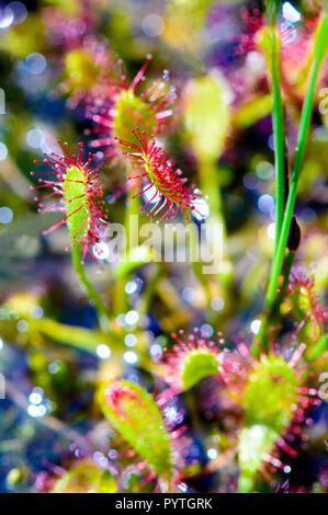 Spatulate-leaved Sundew ( Drosera intermedia ) N Carolina USA/Dembinsky ...