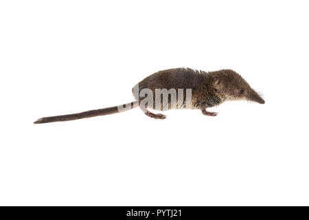 Pygmy Shrew Sorex minutus in compost heap base Scotland United Kingdom ...