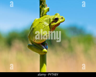 A beautiful closeup of a frog Stock Photo - Alamy