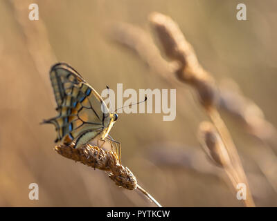 The Swallowtail is Europe's largest native butterfly, and also one of ...