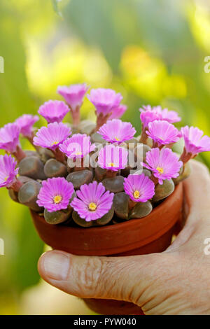 Conophytum praesectum. Stoneplant Stock Photo - Alamy