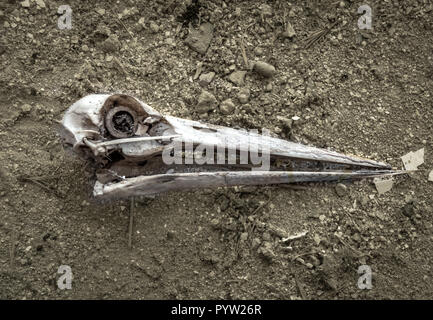 Complete skull or cranium of a stork with the beak and another bones ...