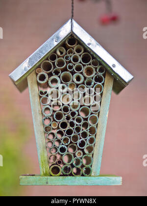 Close-up of insect on wood Stock Photo - Alamy